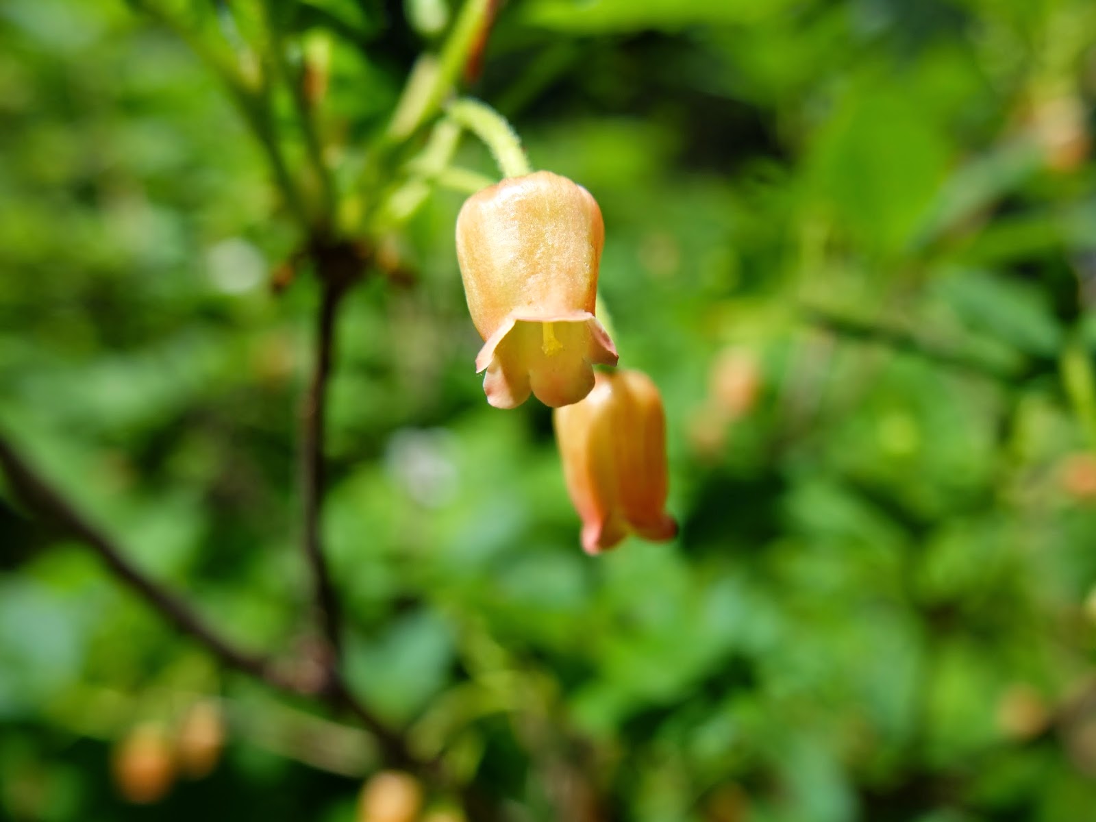 TravelMarx: Crystal Mountain Loop Hike