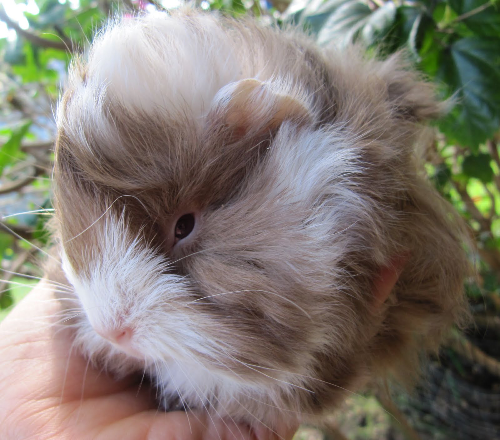 All Things Guinea Pig: Sheba Yaks