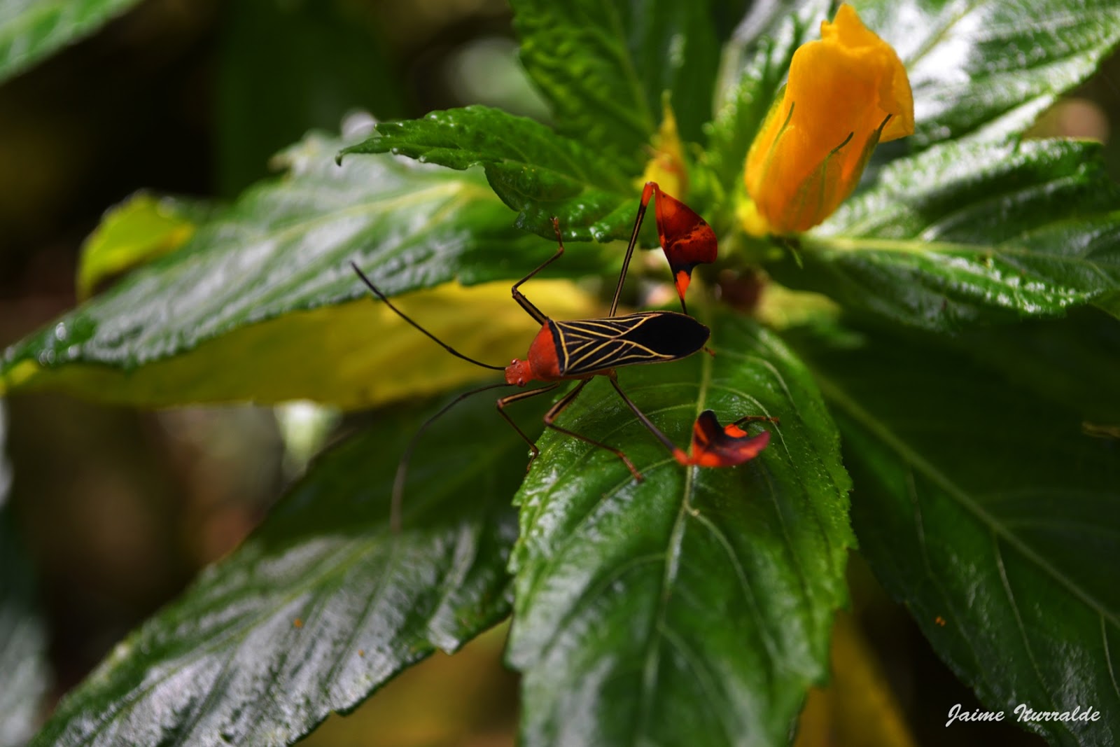 El Rincón de fotos de Panamá : Insecto