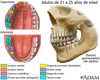 Estomatología Comunitaria: Dentición Temporal y Dentición Definitiva
