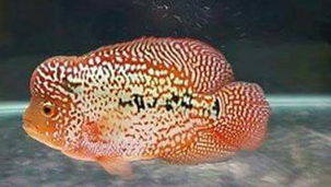 How to train your KAMFA : Tips dan butiran Ikan cichlids LOHAN