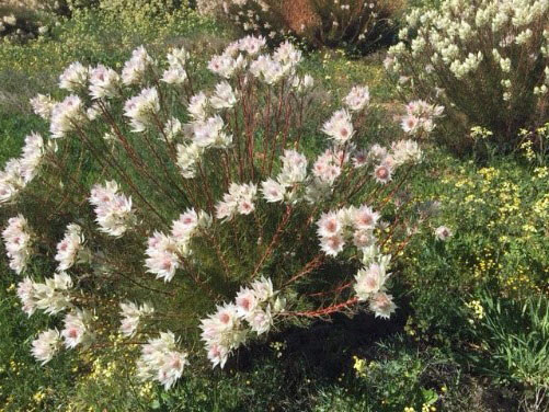 A Passion for Flowers: Serruria Florida Blushing Bride