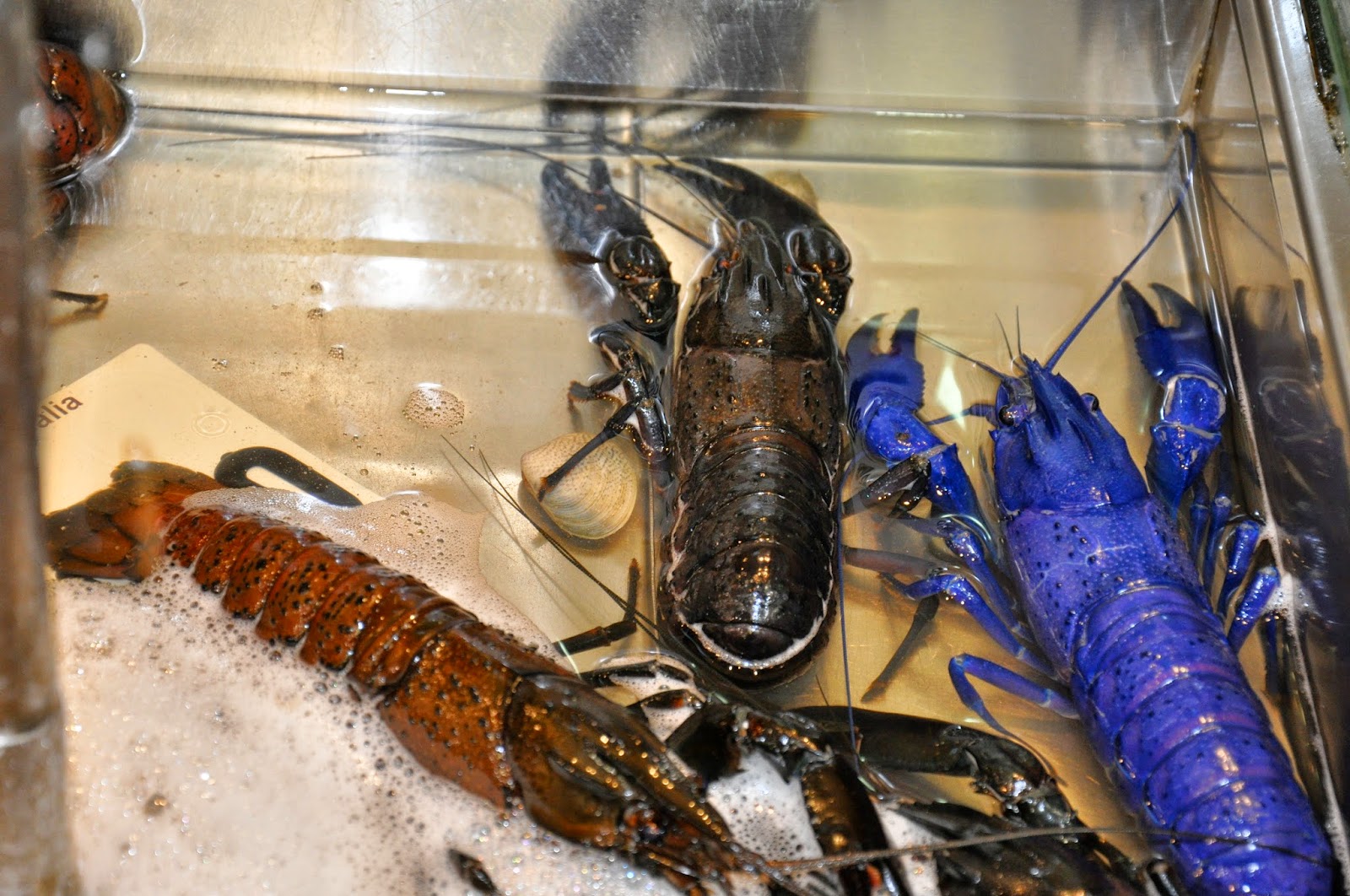 Indubitable: Blue Lobsters: Standing Out in a Crowd