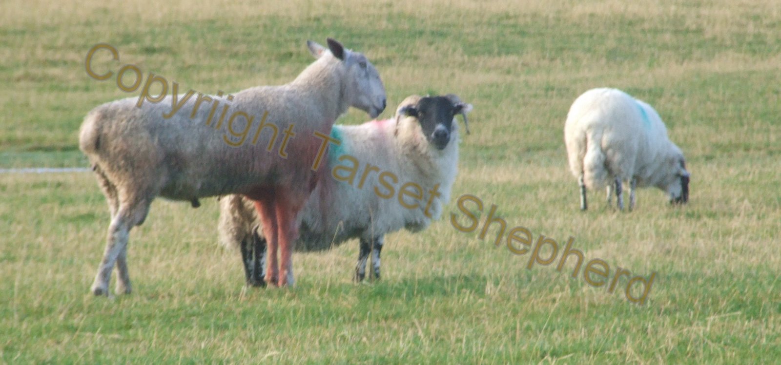 Shepherd's blog: Raddling