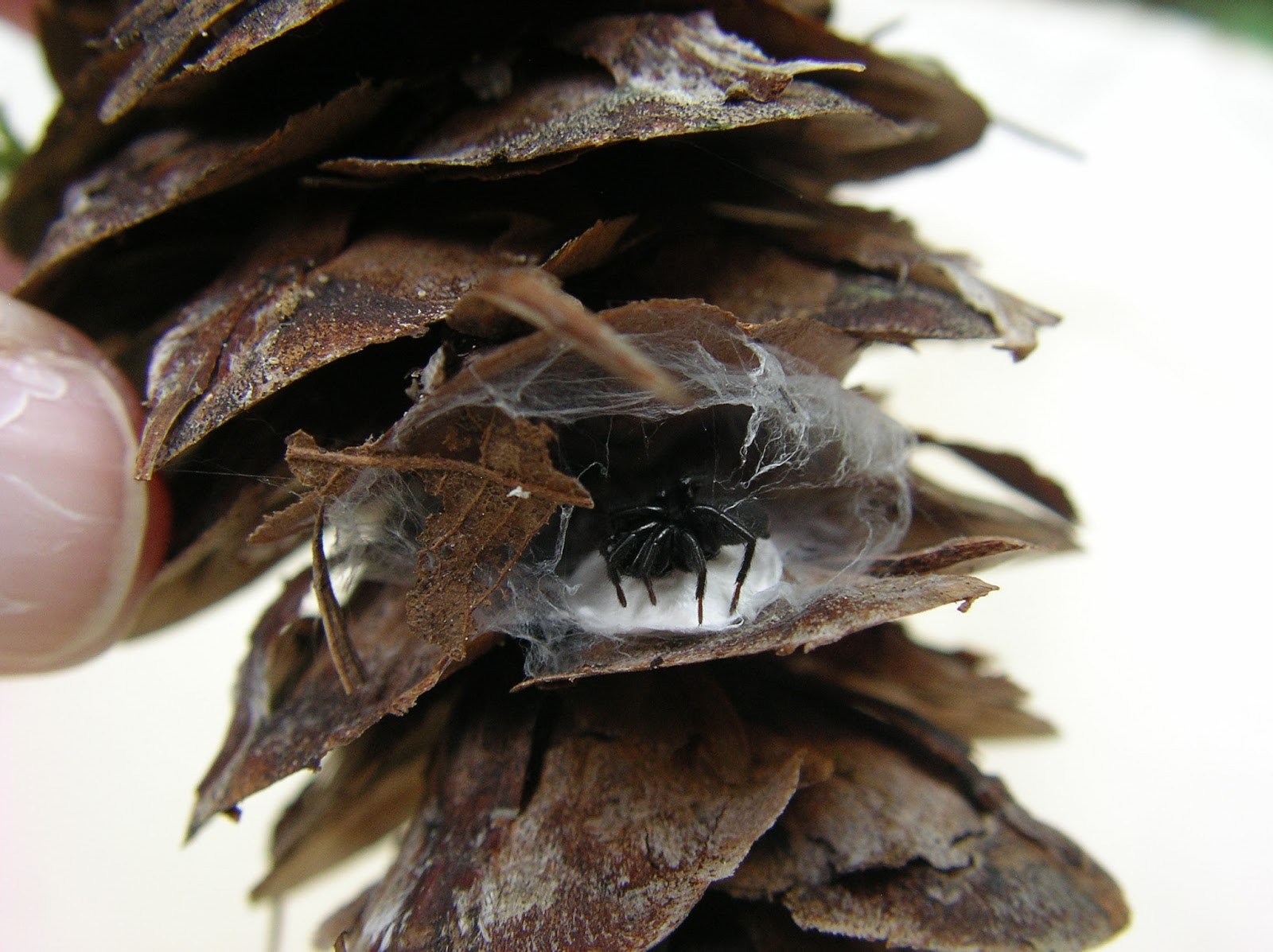 Adventures Of A Pine Cone Spider Collector: 10-Jul-2015 Wynoochee River ...