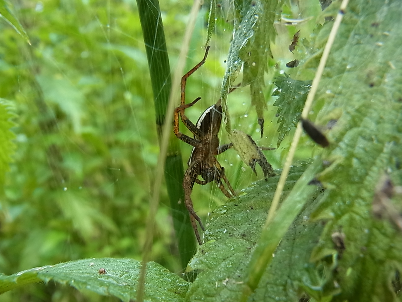 monotarcie: temps à taons