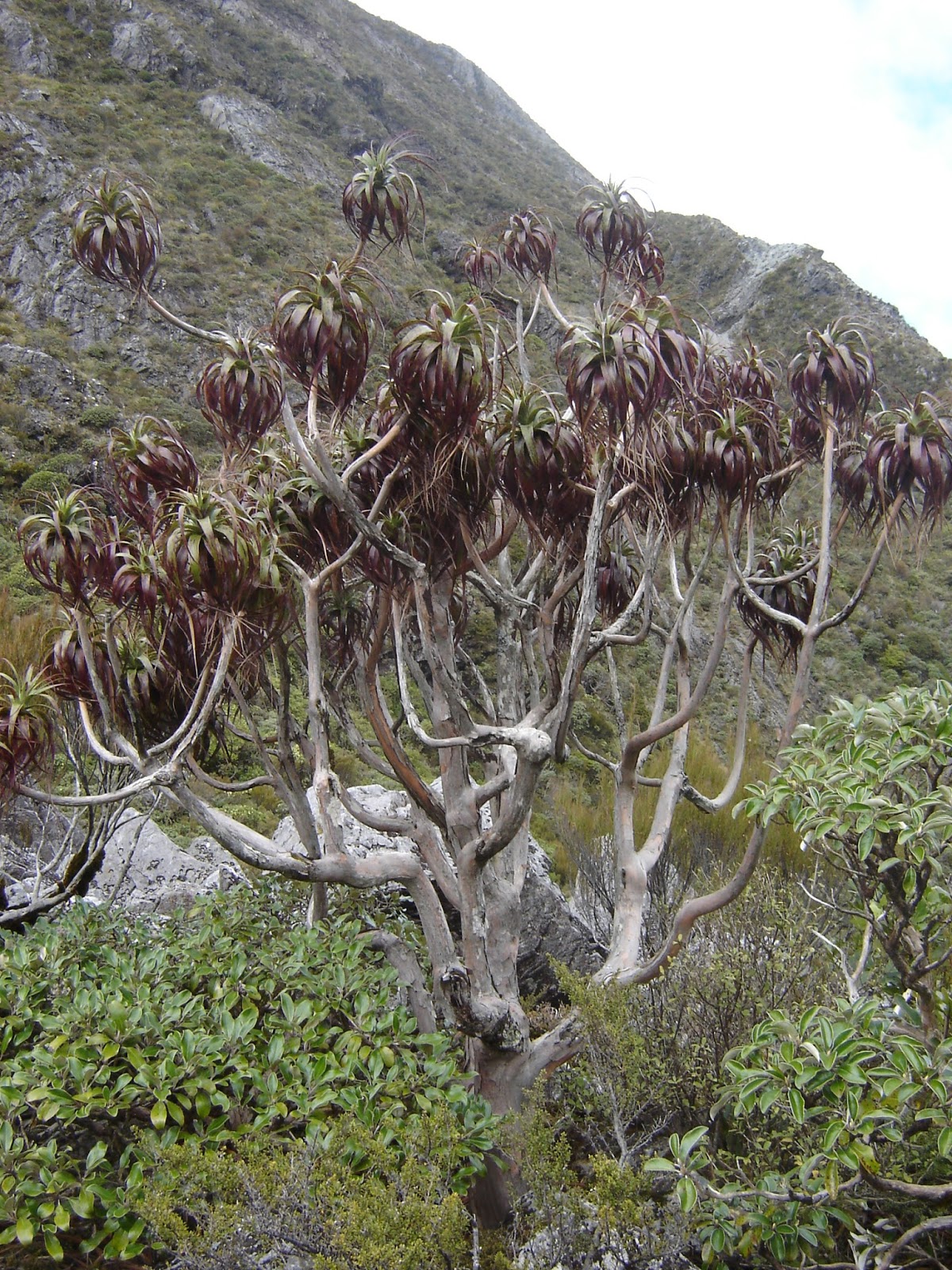Trees For Canterbury