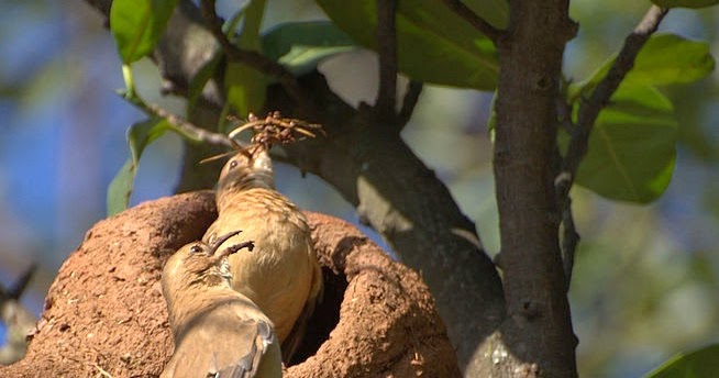 Variety of Life: Furnariidae