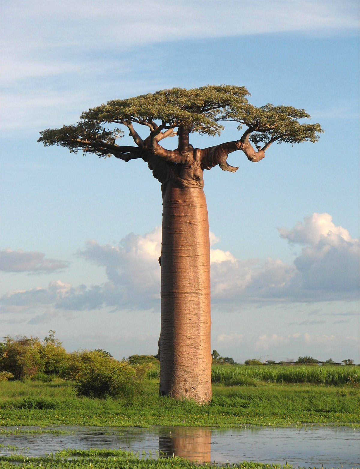 No viviendo en un mundo vivo: Baobab