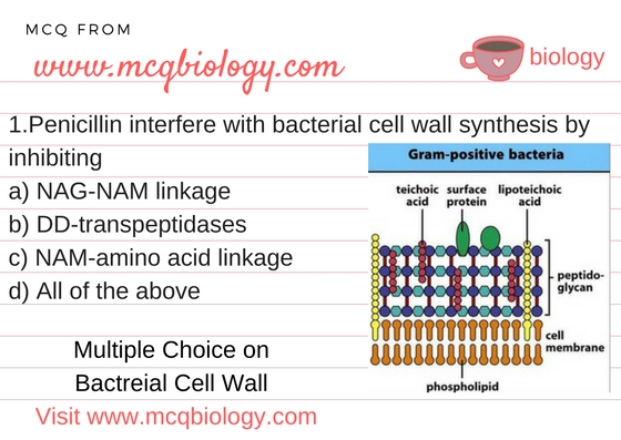 Multiple Choice Questions on Bacterial Cell wall | Microbiology MCQ