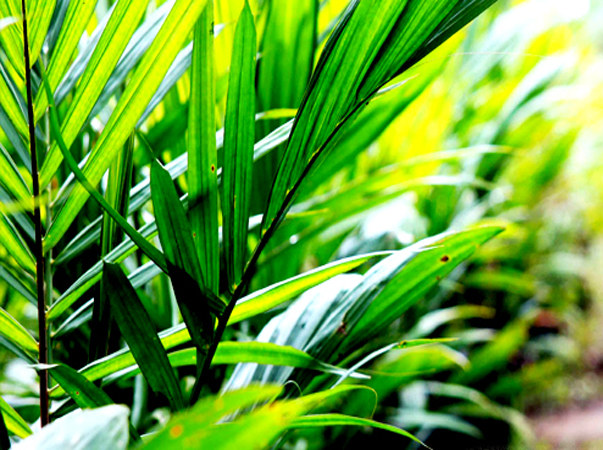 Tanimedia.com: Morfologi Daun, Batang, dan Akar Kelapa Sawit