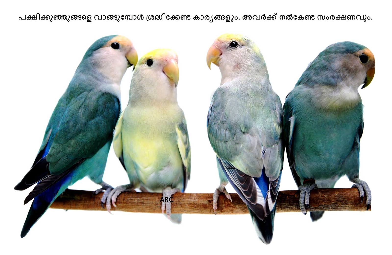 Parrotlets Basic Colour mutation and Breeding chart.
