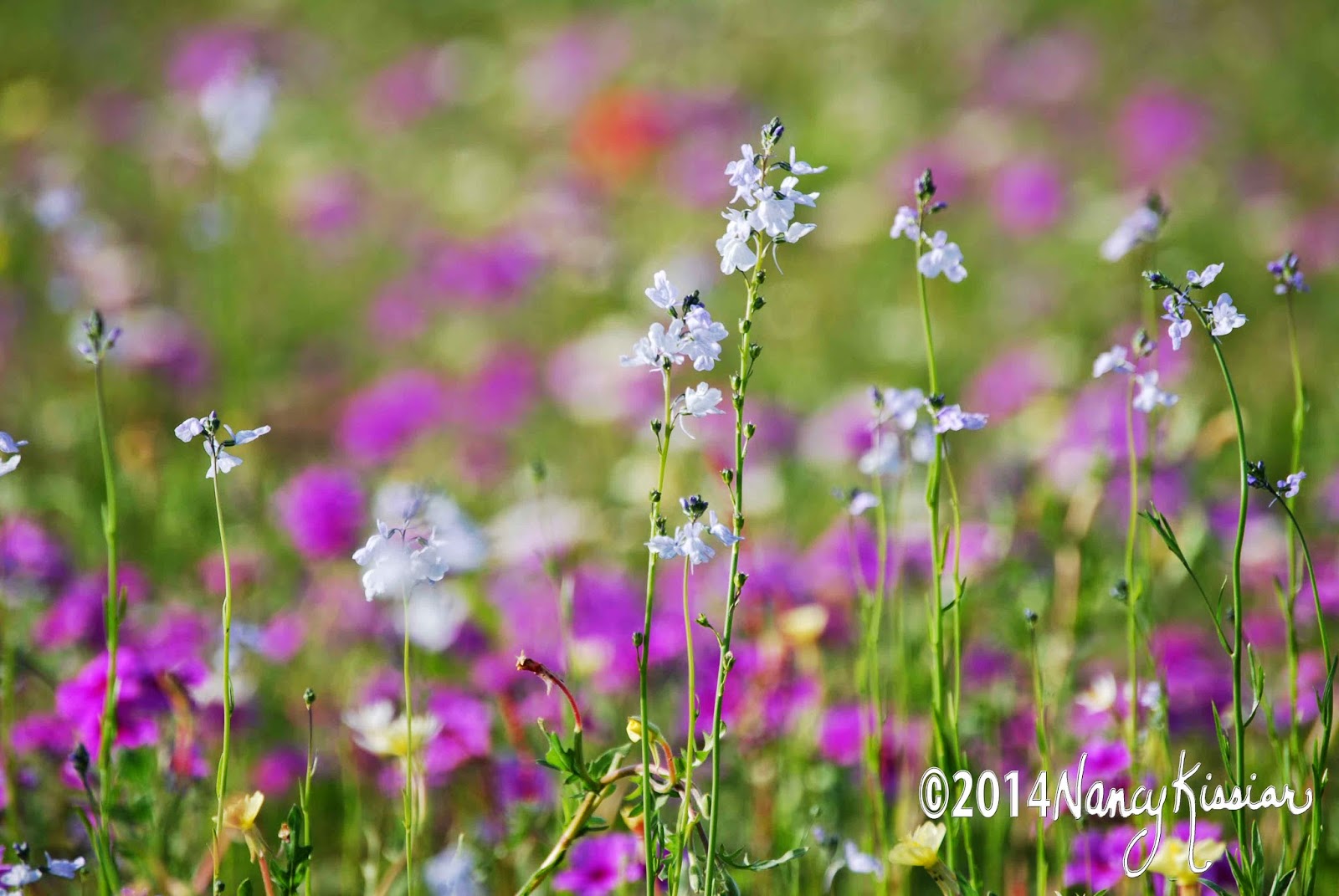 Wild About Texas: A Smattering of Central Texas Wildflowers