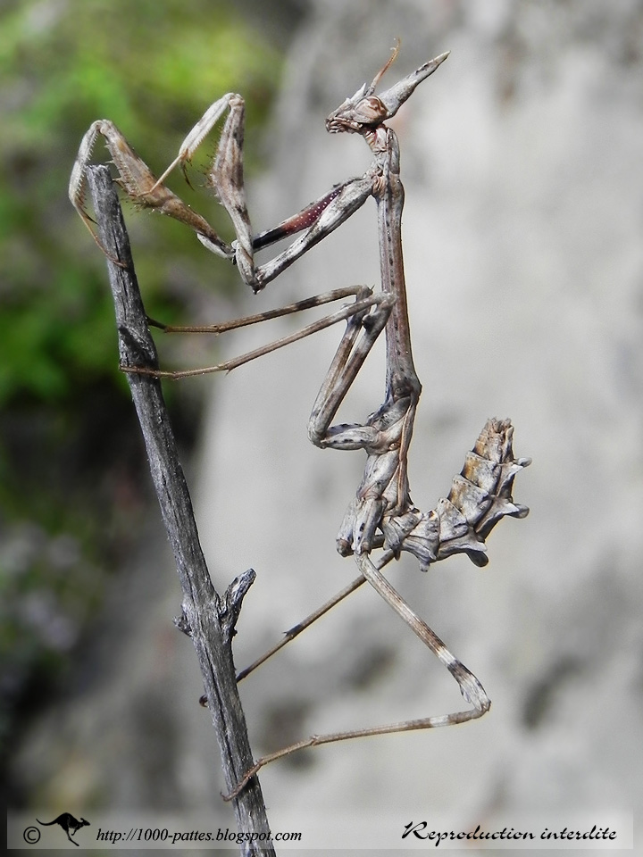 WILDLIFE GATEWAY: Le Diablotin de Catalogne