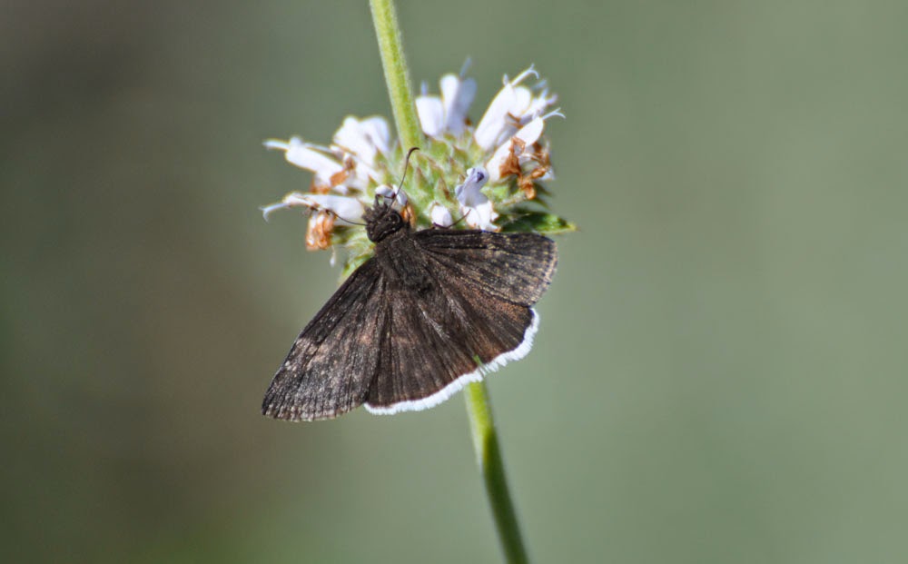 Mother Nature's Backyard - A Water-wise Garden: Duskywing Butterflies ...