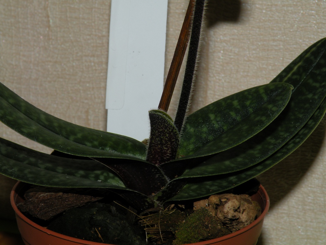 Annela lilleaed: Paphiopedilum Greyi x micranthum