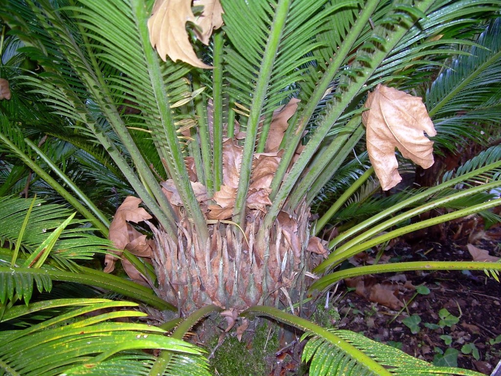 Taxonomia Plantae no Magnoliopsida: Phylum Tracheophyta Clase Cycadopsida