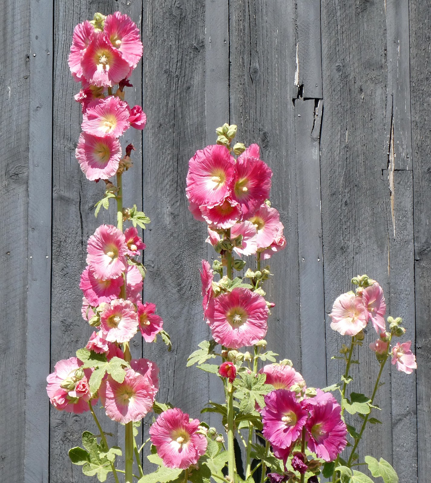 Björnidets blogg: I stockrosens tid 2017