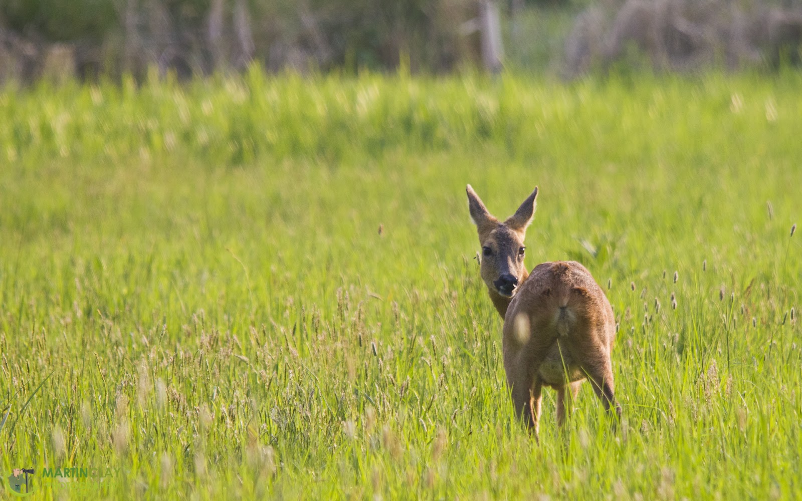Martin Clay Photography: Water Meadow Roe Deer