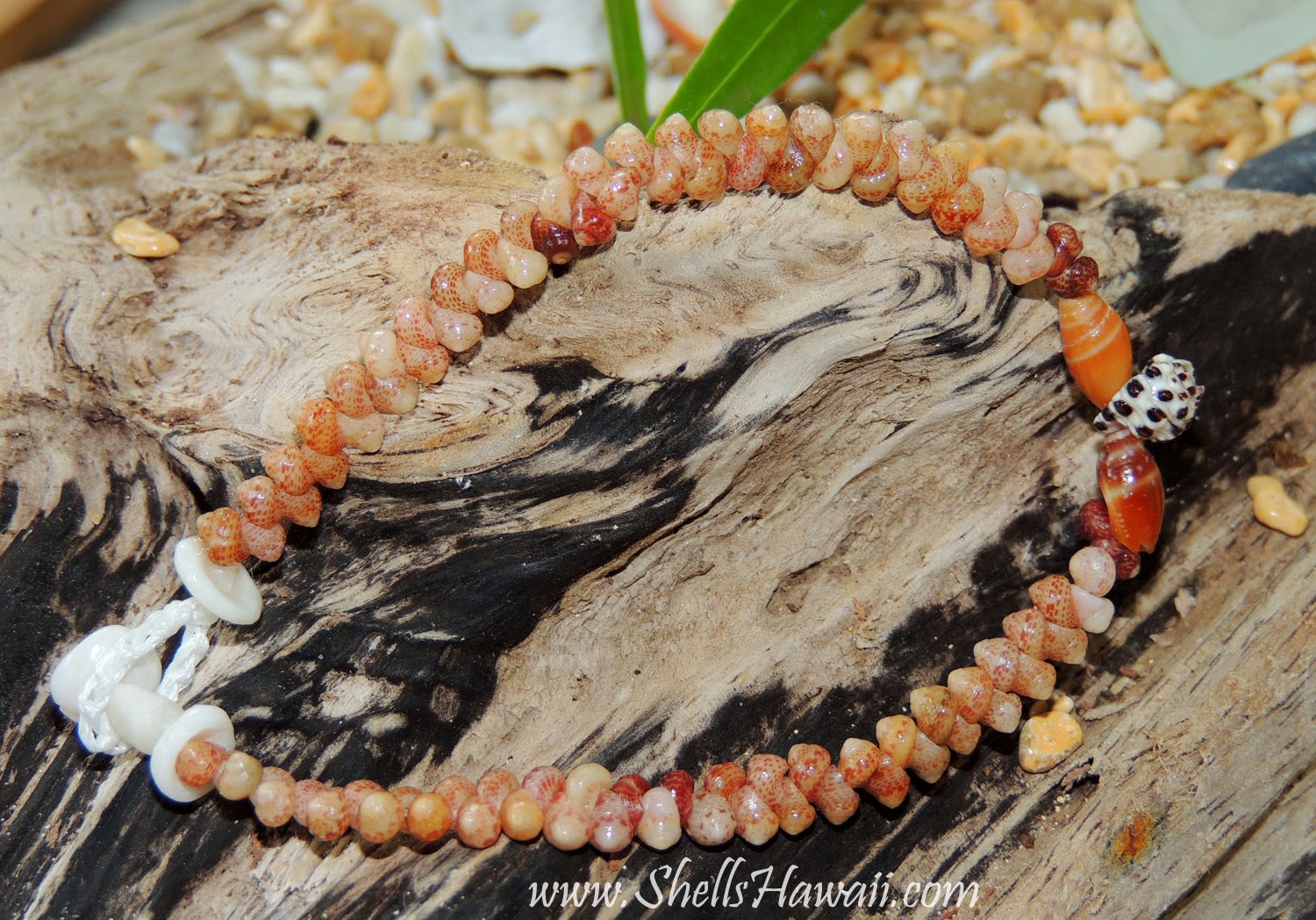 Kahelelani & Sunrise shell jewelry by.... Janjira: Kahelelani shell ...