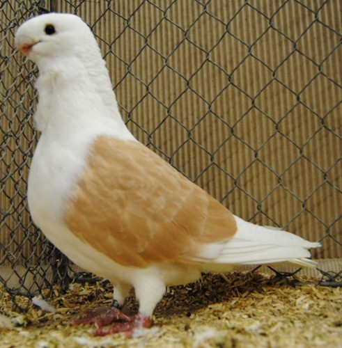 Turbit pigeon - Pigeons fall