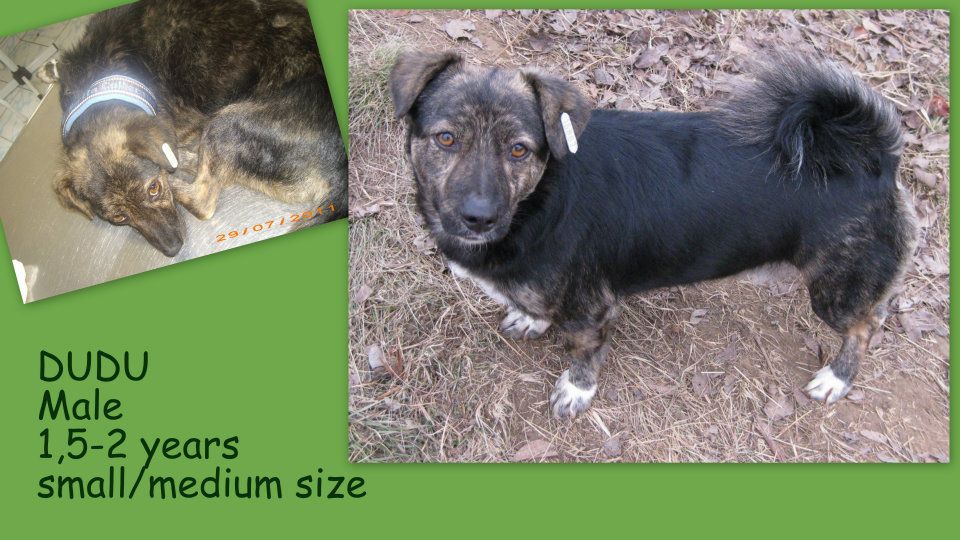 Romanian stray dogs: Dudu,metis 2 years old