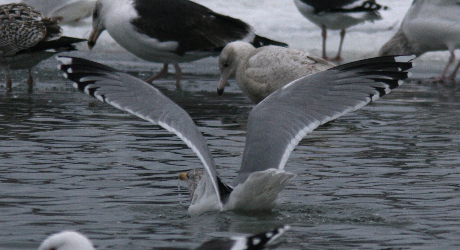 Birding Newfoundland with Dave Brown: American Herring Gull Photo ...