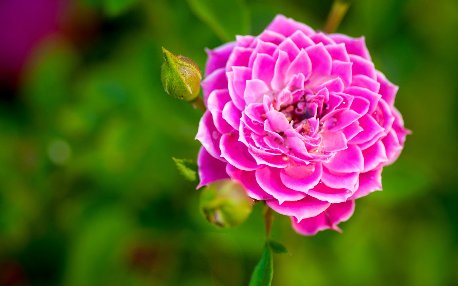 Você se importa com as flores? ~ Paisagens Deslumbrantes