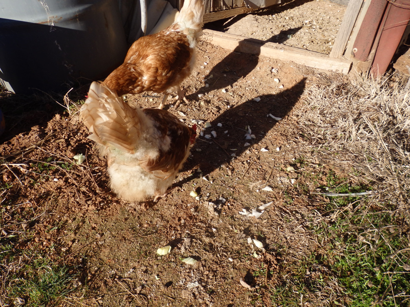CORTANDO VERDURA PARA LAS GALLINAS