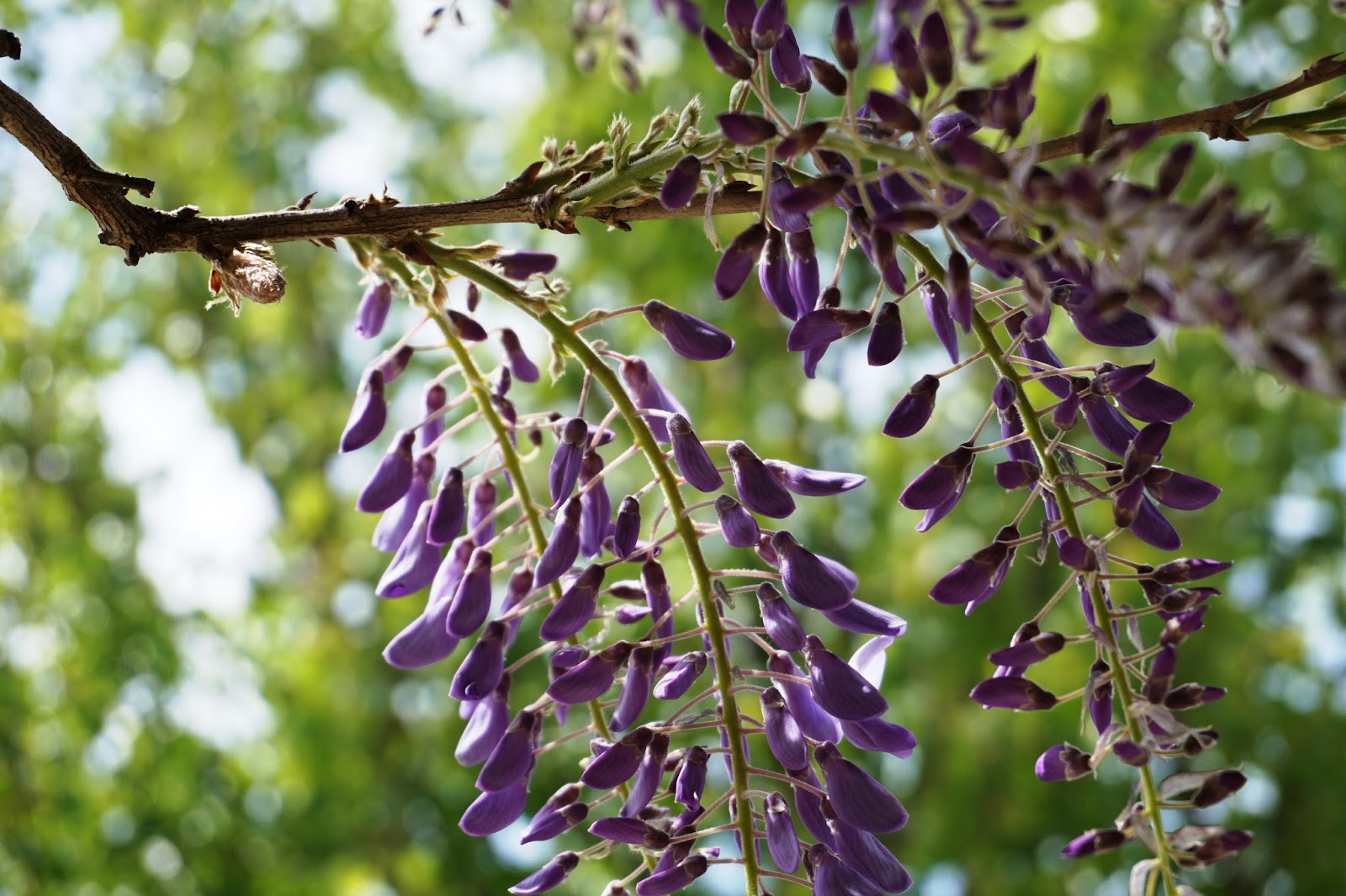 Plantas de Huerta Otea, Salamanca: Glicinia japonesa (Wisteria floribunda)