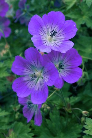 Anisti Ibuno Flowers : Rozanne Geranium