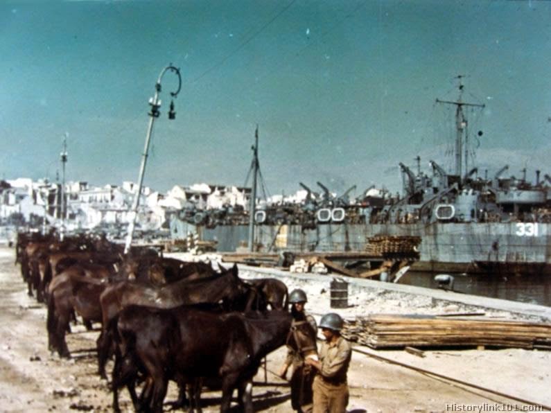 Color Photos of Animals in World War II ~ Vintage Everyday