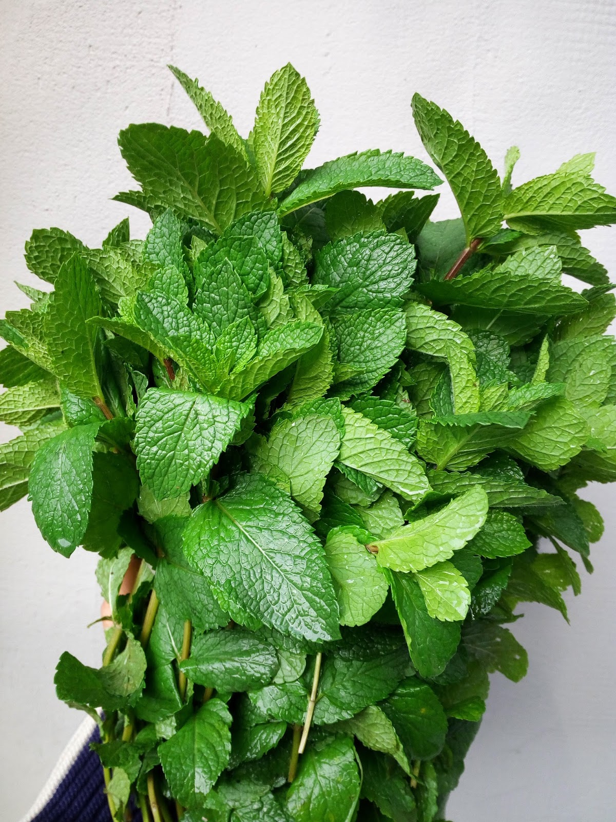 Menta Olandeza sau Izdraeliana: Menta olandeza Menta Izdrael Menta ...