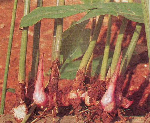 Kandungan dan Manfaat Lengkuas | Blog Semua Informasi