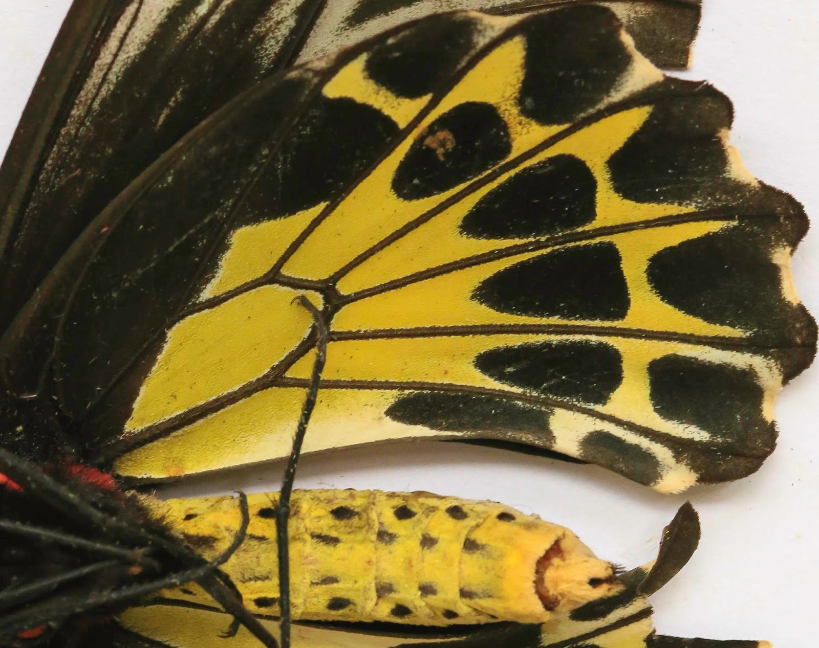 Butterflies of Vietnam: 156. Troides aeacus (The Golden Birdwing)