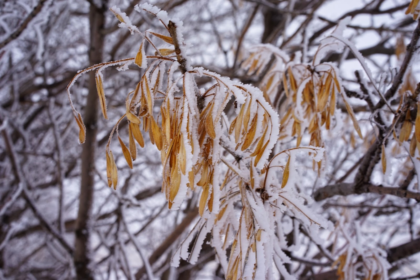Lost But Loving It...In Alaska!: Snow Day