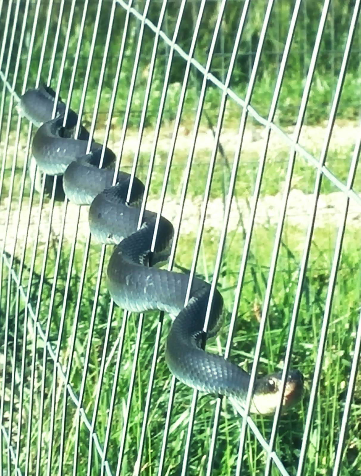 Springfield Plateau: Snake Weaving