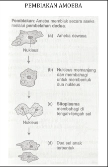 seronoknyaBIOLOGI!: BAB 2
