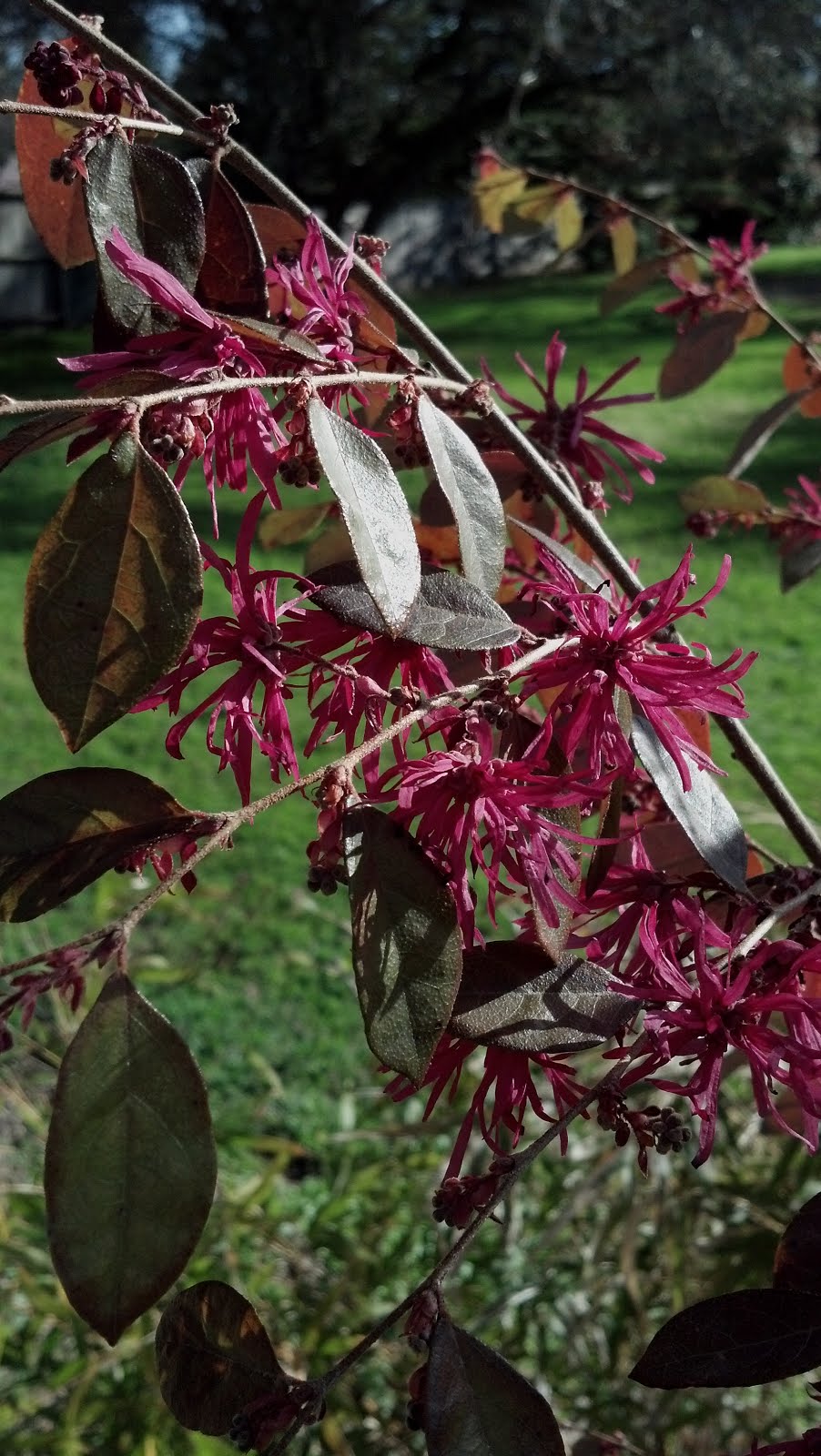 Western Tree Nursery Wholesale Only - California: Loropetalum - Chinese ...