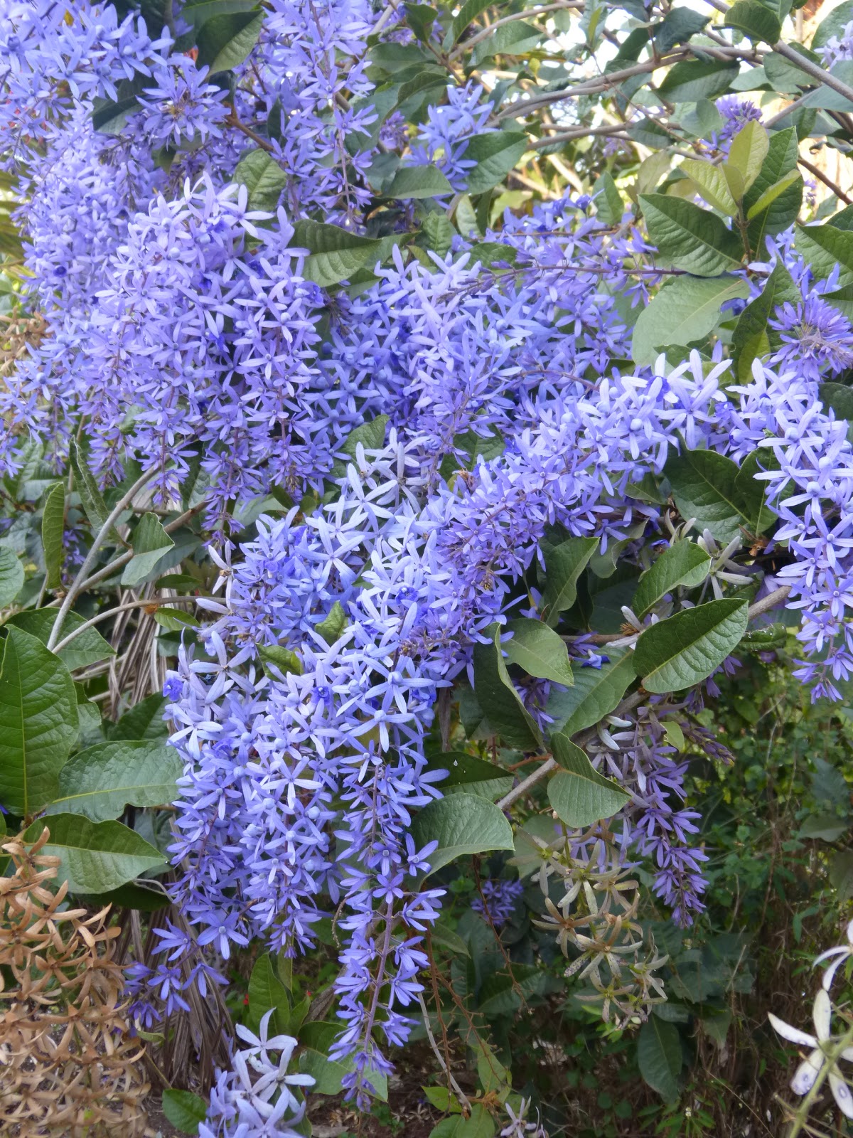 PLANTAS INCRÍVEIS: A PETRÉIA-GIGANTE (Petrea racemosa,Nees)