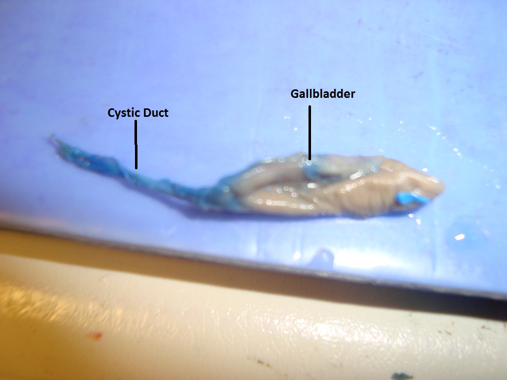 Pig Dissection: Day 3 - Finishing Digestive System