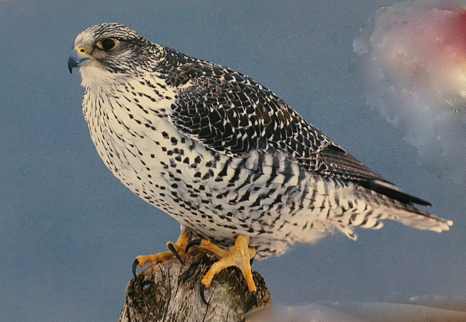 Bev's Nature Blog: Gyrfalcon