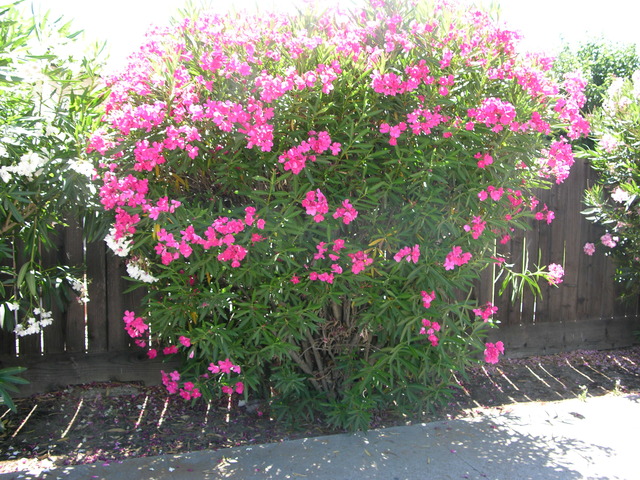 Espirradeira Nerium oleander