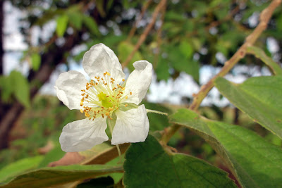 Flor de Araçá | Fotos do Cerrado...