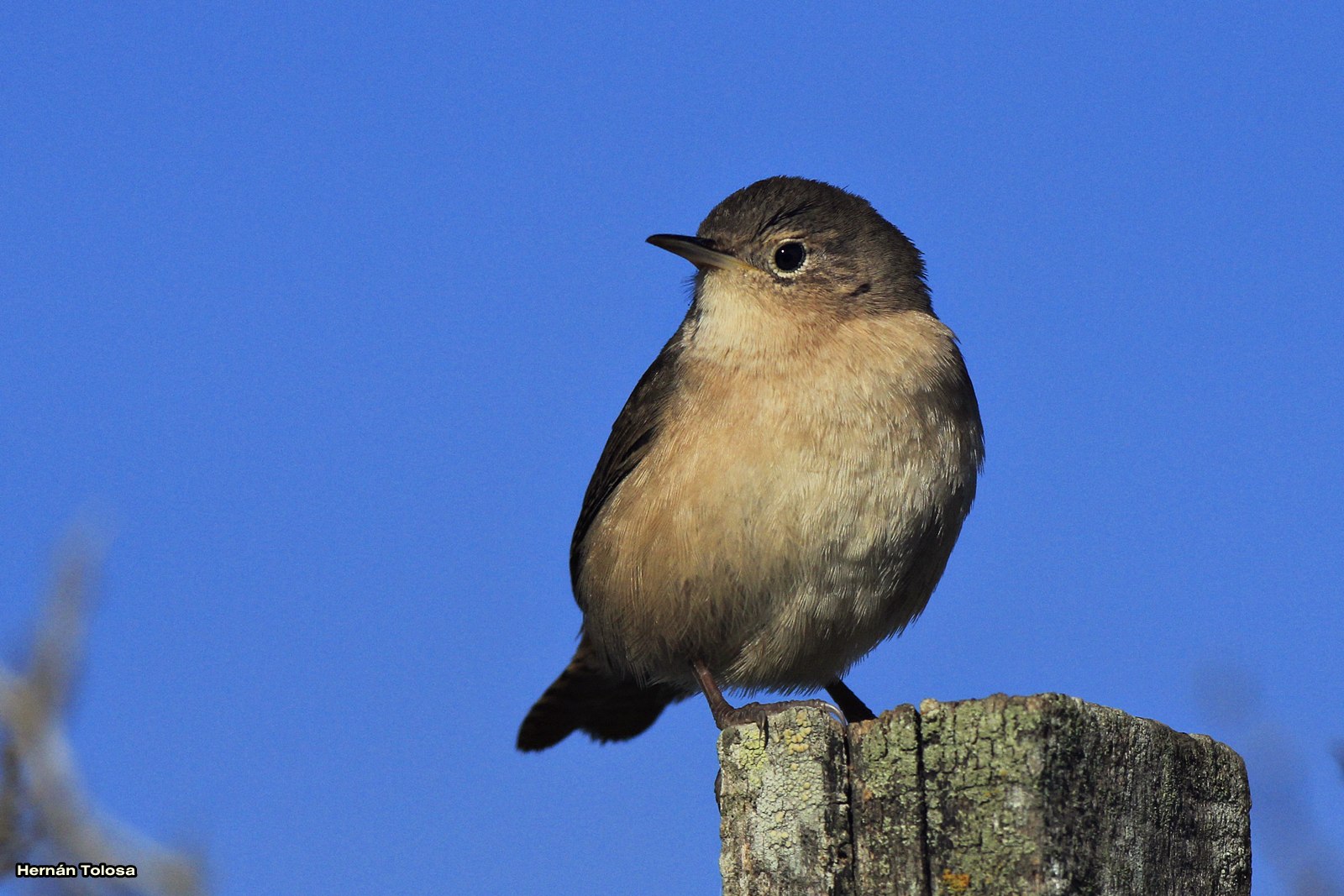 Aves Bonaerenses: Ratuchita