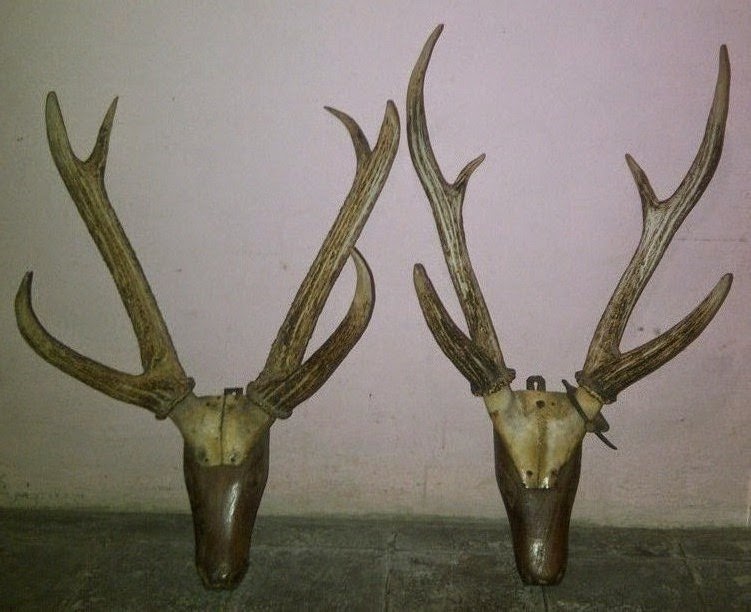 SEPASANG TANDUK RUSA (TERJUAL)