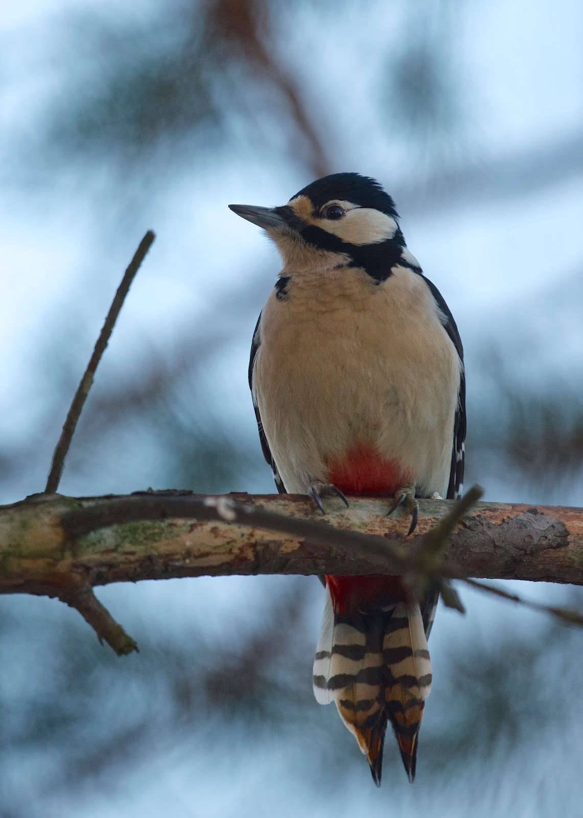 Naturfoto Einar Hugnes: Kjernebiter ved foringa på Skatval