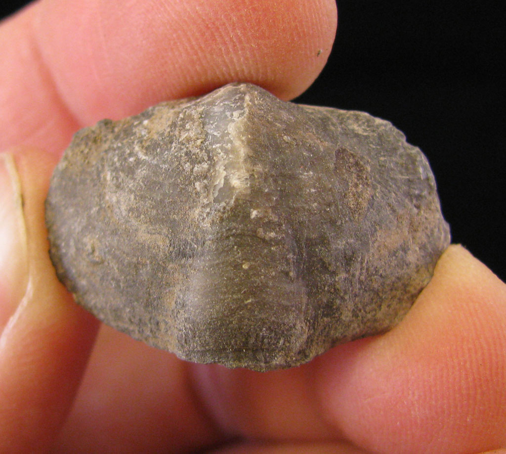 Views of the Mahantango: Athyris amanshauseri brachiopod from Sötenich ...