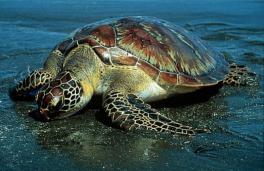 Cheloniidae Sea Turtle ~ planetanimalzone