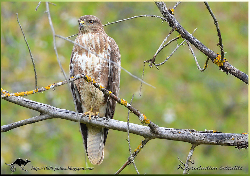 WILDLIFE GATEWAY: Buse variable